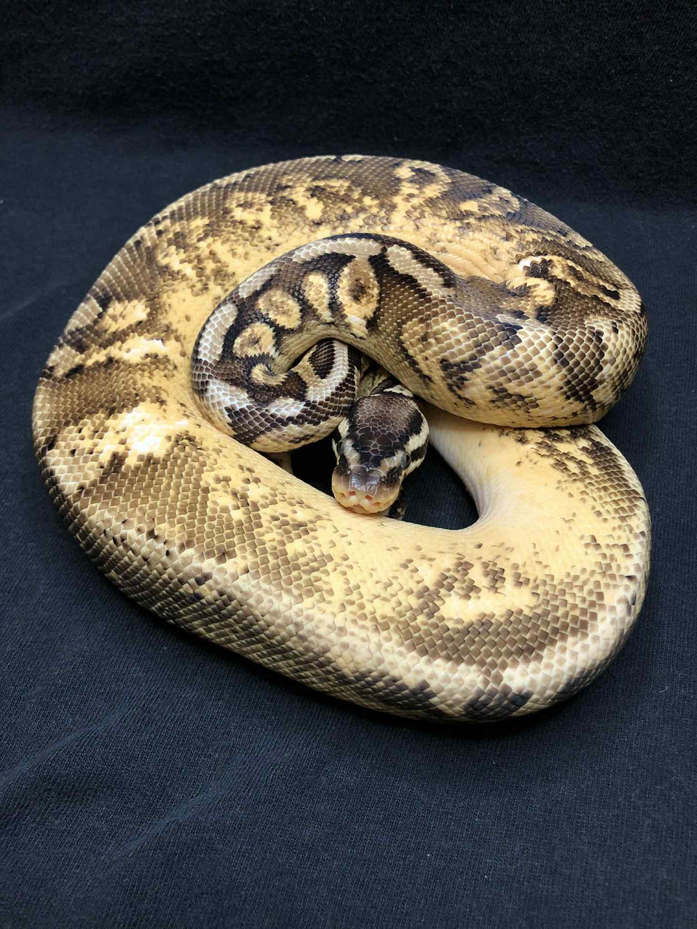 Washington Reptile Expos